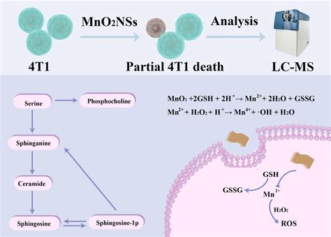 Schematic Illustration Of The Metabolomics Of Mno Nss For Chemodynamic