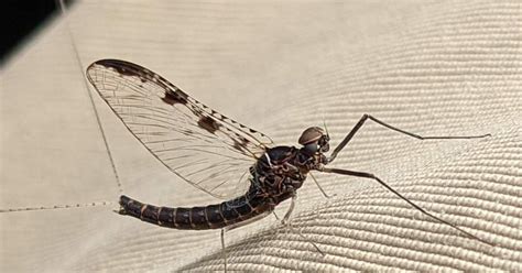 Bugging The Northwest The Fascinating Fleeting And Sometimes Gross Life Of The Mayfly The