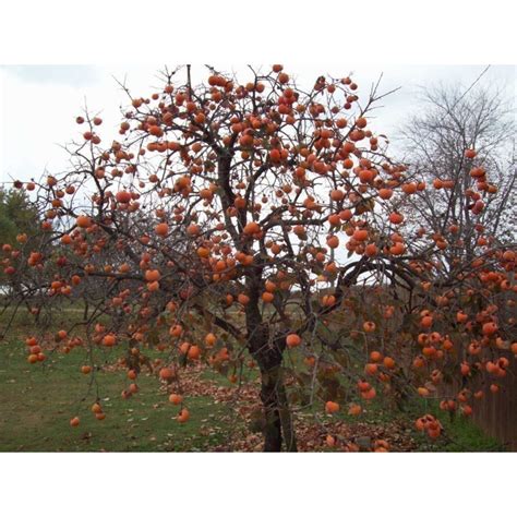 Semillas Caqui Caquis Kaki Kakis Diospyros Kaki Precio 3 55