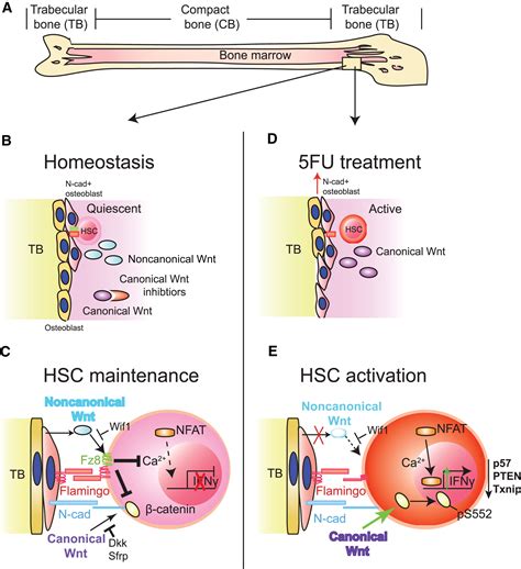 Noncanonical Wnt Signaling Maintains Hematopoietic Stem Cells In The