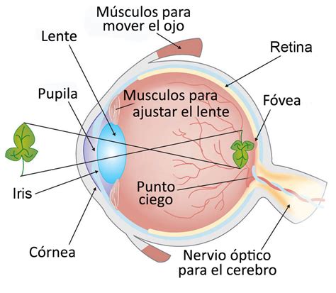 Las Partes Del Ojo Humano Anatom A Y C Mo Funciona Brill Pharma