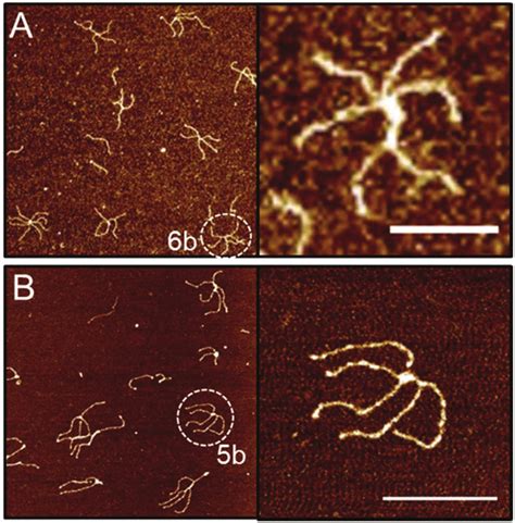 AFM Images Of Naked CLS DsDNA Nanostars With Branch Length Of 367 Bp