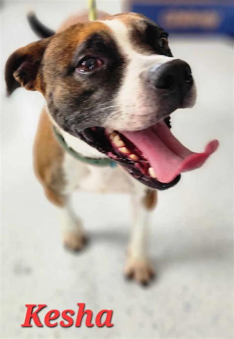 Adopt KESHA Today Pets TheCountyOffice