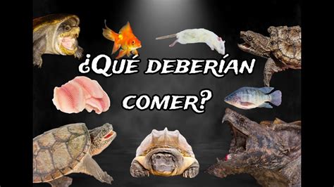 Alimentación de tortugas MORDEDORAS caimán lagarto 3 lomos vampiro