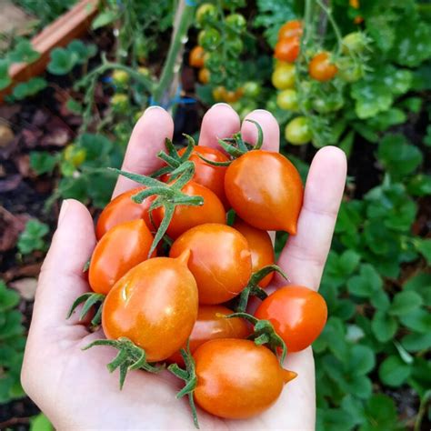 Gu A Pr Ctica Para El Cultivo Del Tomate Huertox