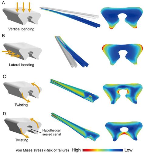 numerical simulation using finite element analysis showing download scientific diagram