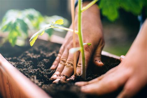 Dr Flower How To Perform A Successful Plant Transplant Teleflora Blog