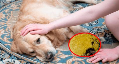 Qué hacer si mi perro vomita amarillo Causas y soluciones para tu