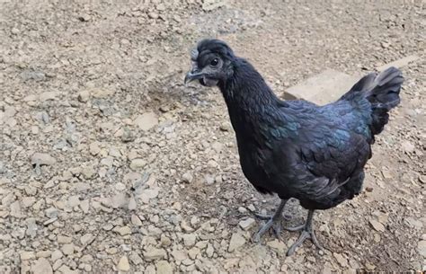 Mystic Onyx Chicken Complete Guide Chicken Fans