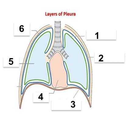 Pleura Diagram Flashcards Quizlet