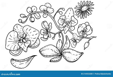Details 300 La Orquidea Para Colorear Abzlocal Mx