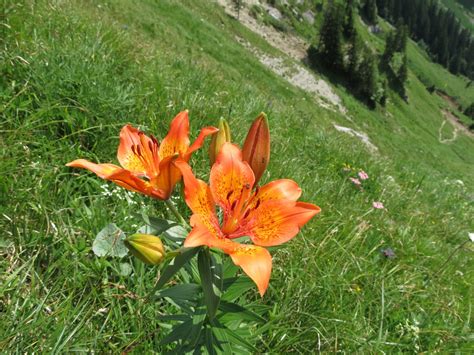 Feuerlilie Lilium Bulbiferum Fotos Hikr Org