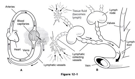Lymphatic System Worksheet Honors Anatomy Anatomy Worksheets