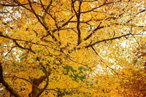 Fotos gratis paisaje naturaleza bosque camino hoja otoño