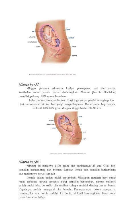 Perkembangan Dan Pertumbuhan Janin Embrio Pada Trimester I Trimester