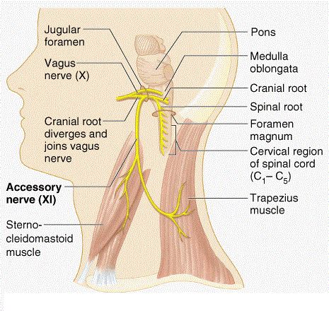 Cranial Nerves Foramina Of The Skull Flashcards Quizlet
