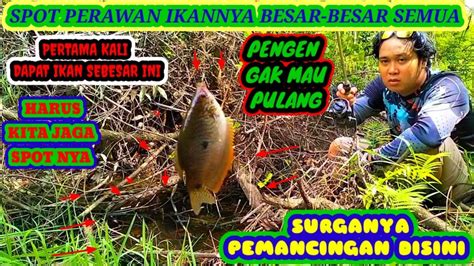 MANCING IKAN DI SPOT PALING MANTAP STRIKE BERTUBI TUBI STRIKE IKAN