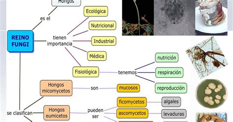 Mapa Mental Del Reino Fungi