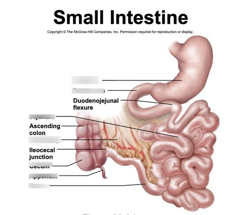 Small Intestine Diagram Quizlet