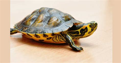 Por qué las tortugas viven tantos años