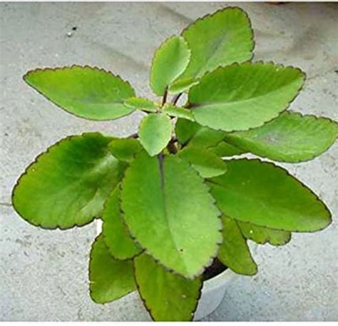 Well Watered Kalanchoe Pinnata Patharchatta Herbal Plant At Rs 30 Piece
