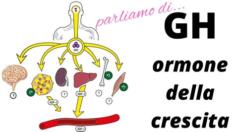 GH Ormone Della Crescita YouTube