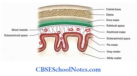 Meninges And Cerebrospinal Fluid Notes CBSE School Notes
