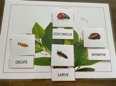 Cycle De Vie De La Coccinelle Apprendre Simplement