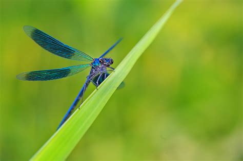 Dragonfly Full Hd Wallpaper And Background Image X Id