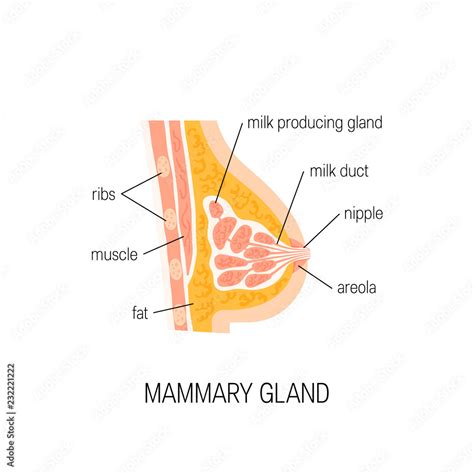 7312825 Vector Diagram Of Mammary Gland Stock Vector Adobe Stock