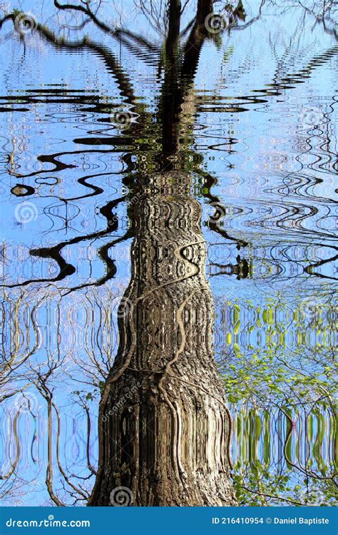 Un árbol Reflejado En El Agua Foto de archivo Imagen de campo bosque