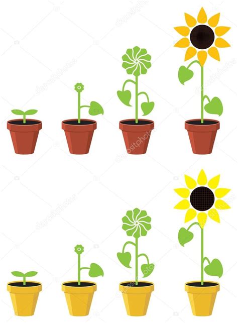 Concepto De Etapas De Crecimiento De Planta Girasol Vector Vector De