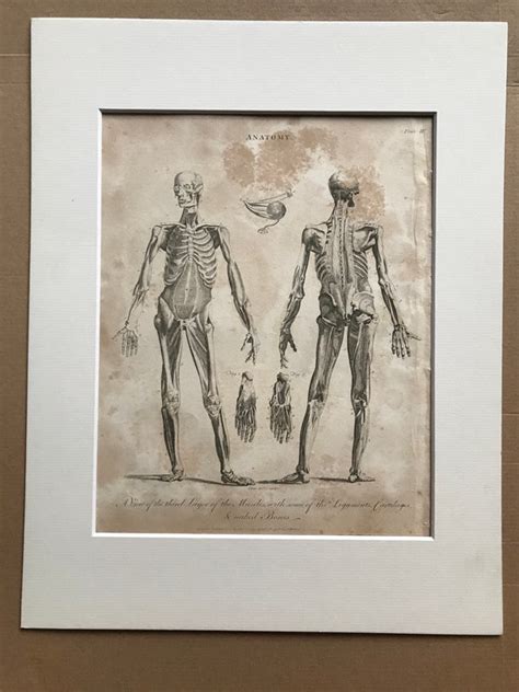 Third Layer Of Muscles Ligaments Cartilages And Naked Etsy