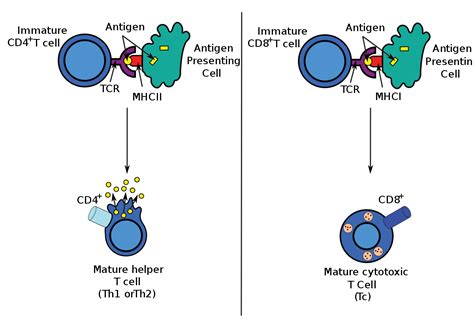 Cytotoxic T Cell Wikipedia