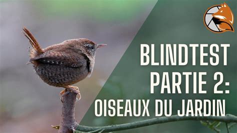 Blindtest Reconnaitre Les Chants D Oiseaux Du Jardin Partie 2