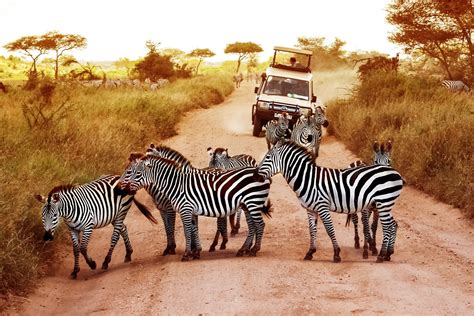Wondering What To Pack For Safari These Are The Top Items To Pack Cn
