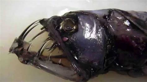 LOS 5 PECES MAS RAROS DEL MUNDO YouTube