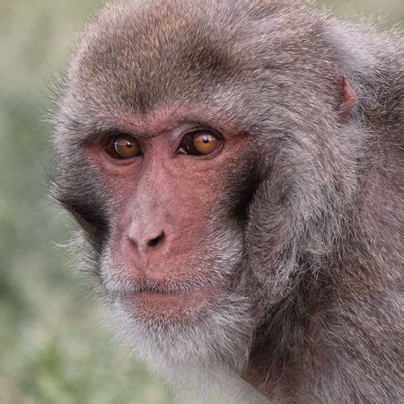 Rhesus Monkey