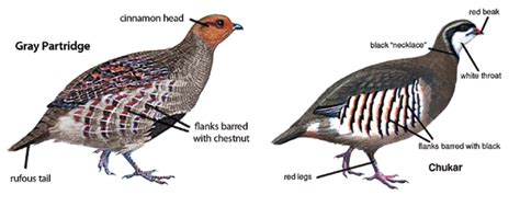 Game Bird Identification Washington Game Bird Hunting ERegulations