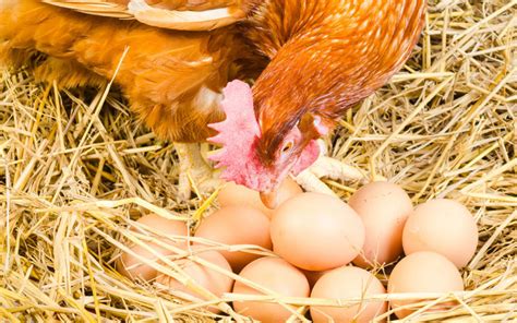 Mystic Onyx Chicken Breed Profile Facts Learnpoultry