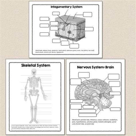 Human Body Systems Diagrams Suburban Science