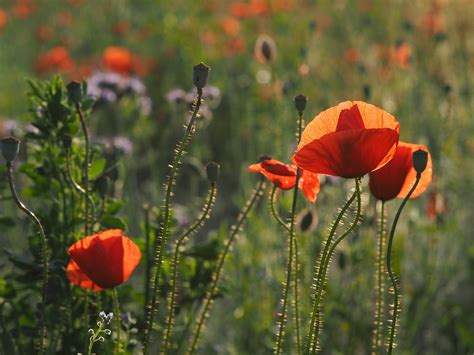 Mohn Mohnblume Mohnfeld Kostenloses Foto Auf Pixabay