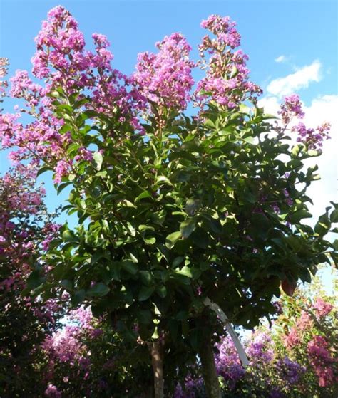 LAGERSTROEMIA indica Violacea Pépinières Ripoche Nantes Divatte