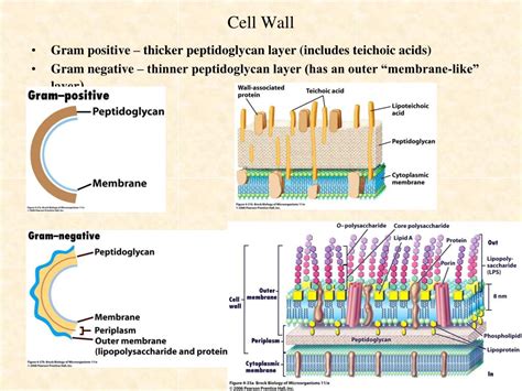 Ppt Structure And Function Of Bacterial Cells Powerpoint Presentation