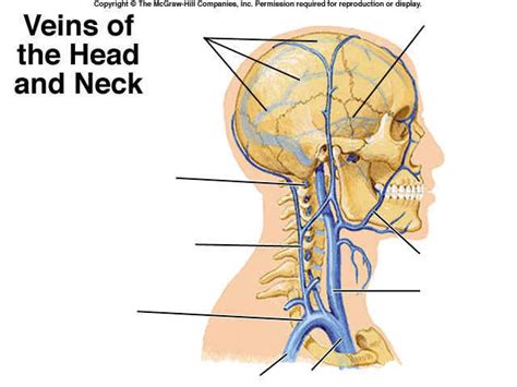 Major Veins Of The Neck Diagram Quizlet