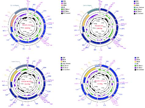 Gene Arrangements Of The Four Complete Mitochondrial Genomes