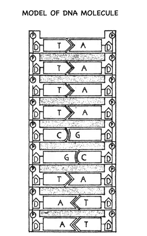 Dna Ladder Diagram Wiring Diagram