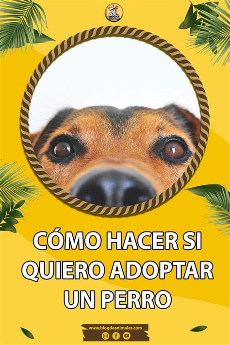 Quiero adoptar un perro Requisitos y cómo es el proceso de adopción