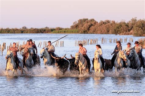 France Des Chevaux Et Des Gardians En Camargue