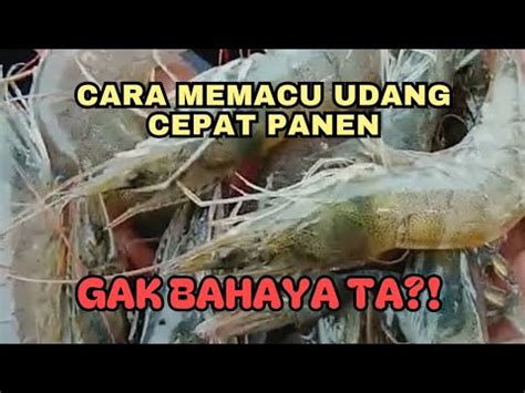 Udang Vaname Cepat Besar Dan Cepat Panen Budidaya Udang Vaname
